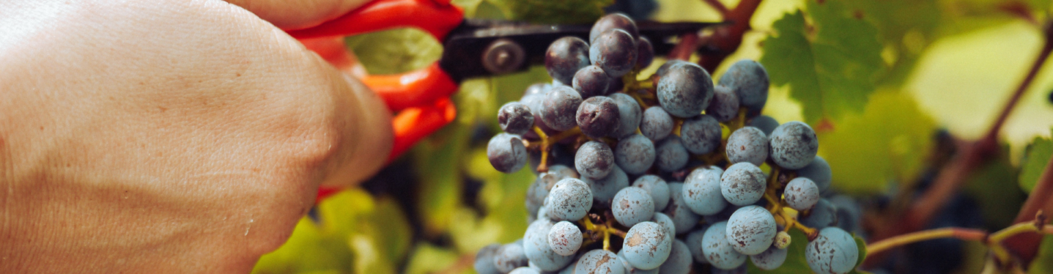 Maturazione Uva: Come Misurarla e Perché è Importante | HobbyCantina